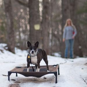 Services » Diamond K9 Dog Training » Board & Train, Relationship Rescue, Composed Canine