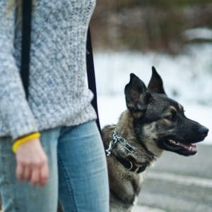 Services » Diamond K9 Dog Training » Board & Train, Relationship Rescue, Composed Canine